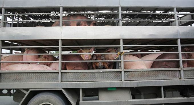 Movement of healthy hogs being planned for ASF ‘red zones ...