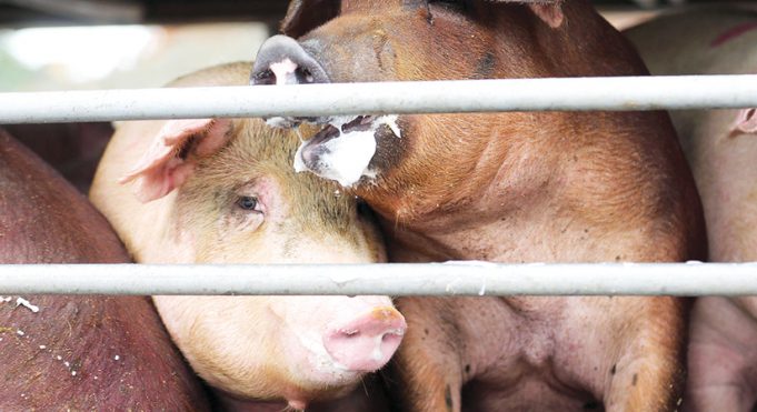 Livestock and poultry traceability due for upgrade - BusinessWorld Online