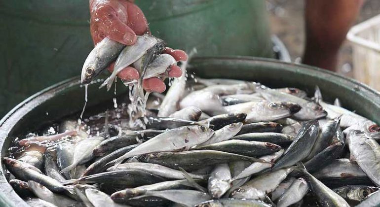 3.6M kilos of fish lost due to Chinese vessels in West Philippine Sea ...
