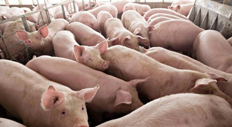 Agriculture companies sign up for post-ASF hog repopulation ...