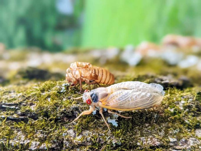 Chocolate-covered cicadas a hit in Maryland - BusinessWorld Online