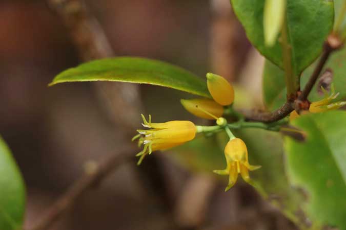 Yellow mistletoe - BusinessWorld Online