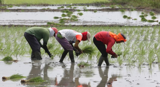 PhilRice begins building Nueva Ecija seed processing facility ...