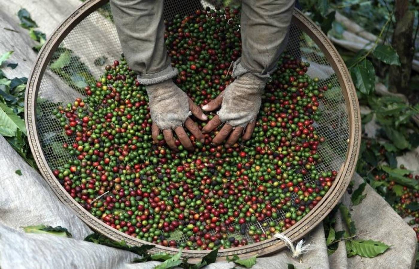 Coffee crop being evaluated for pest, disease resistance ... Coffee crop being evaluated for pest, disease resistance ...