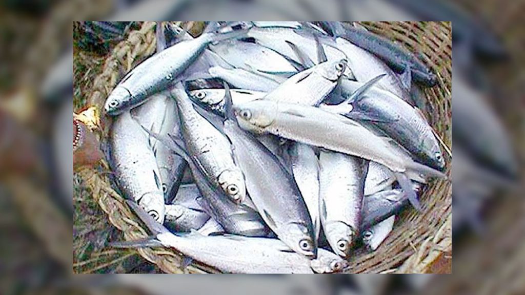 Aquaculture facilities worth P23M completed in Iloilo - BusinessWorld ...