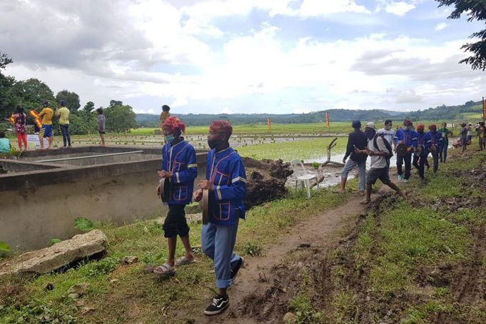 Indigenous community ventures into Cardava banana to expand income from ...