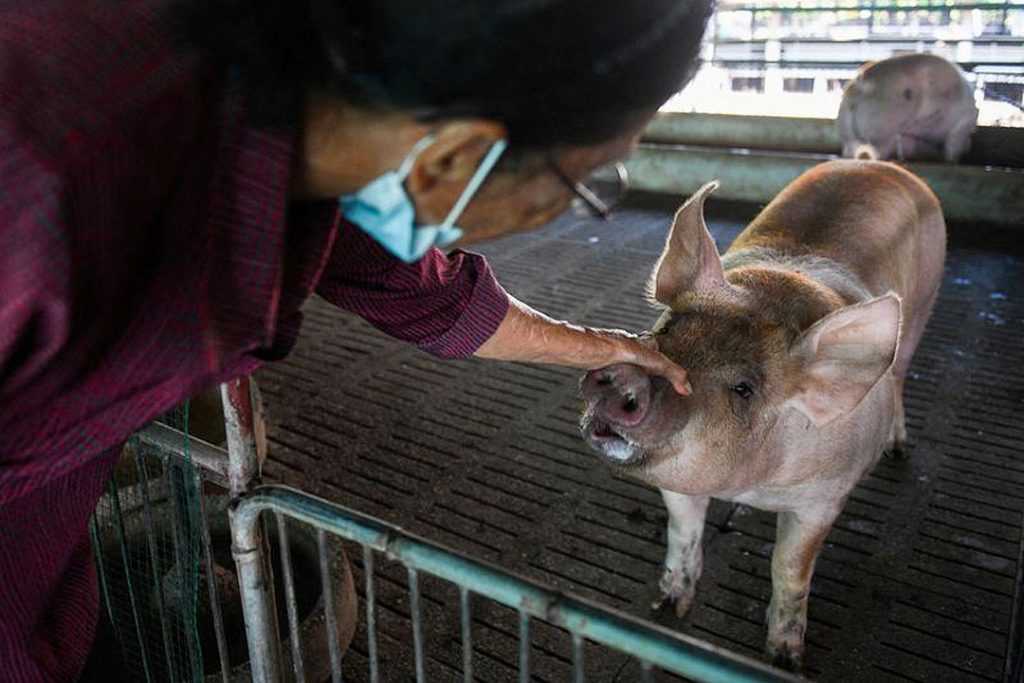 ASF pig cull finds BAI, Cebu province at odds - BusinessWorld Online