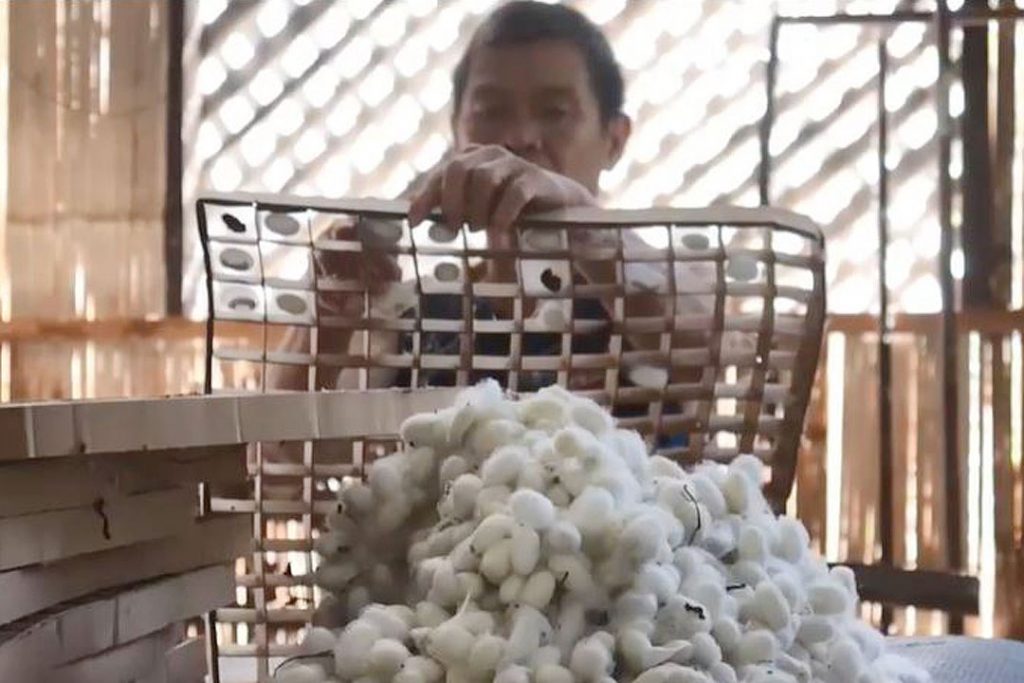 New Misamis center brings commercial PHL silk production closer to ...