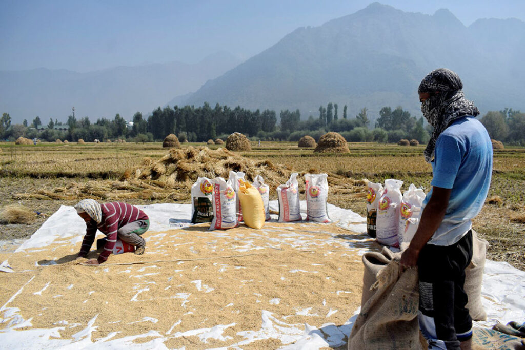 India restricts rice exports, could fuel food inflation - BusinessWorld ...
