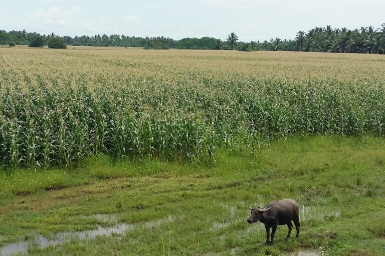 Bill seeks farm consolidation, clustering to make agri sector more ...