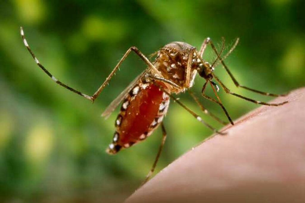 Rise in dengue cases due to seasonal rain, climate change ...