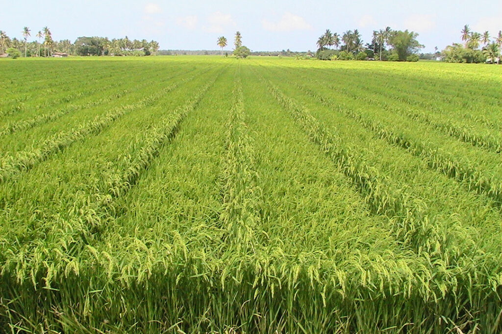 Sustained smuggling stifles rice tariff law benefits - BusinessWorld Online