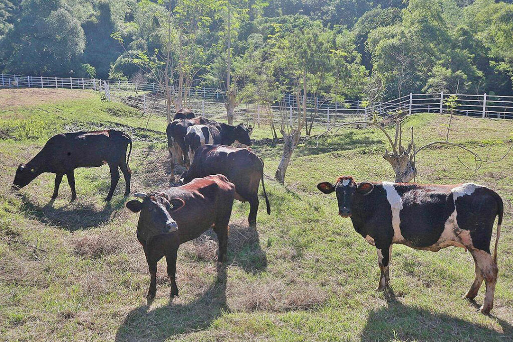 Expansion planned for cattle, carabao, goat production - BusinessWorld ...