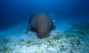 Gentle dugongs functionally extinct in Chinese waters - study ...
