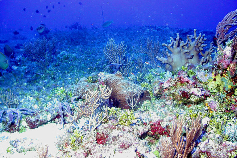 House bill to make Philippine Rise a protected area - BusinessWorld Online