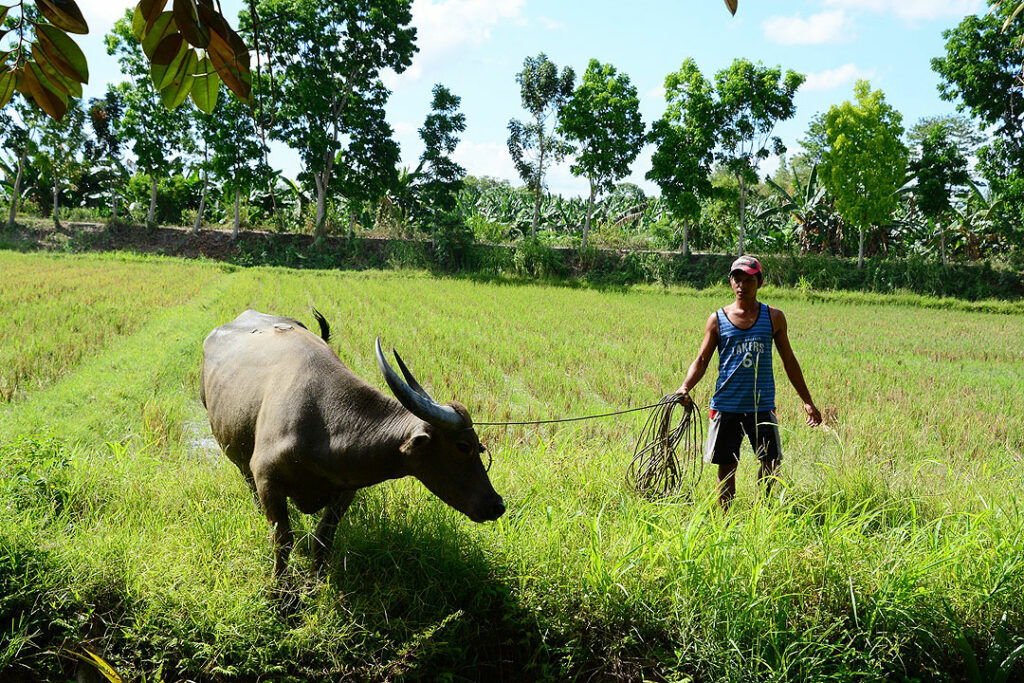 Carabao Meat Being Positioned As Potential Beef Substitute