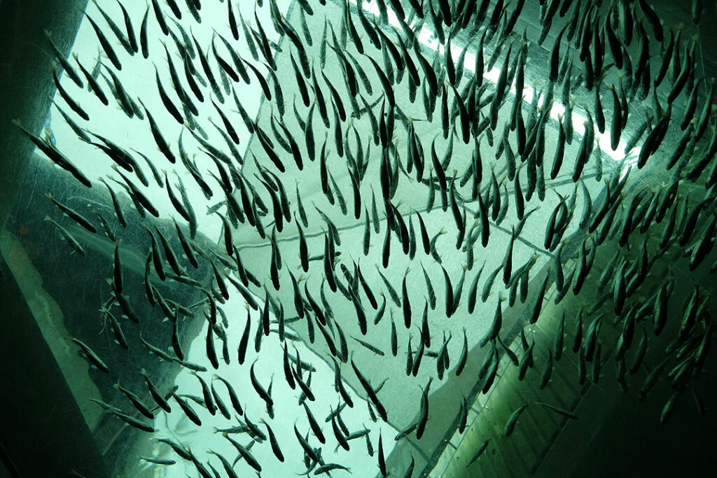 Modernized fish hatcheries seen boosting aquaculture prospects ...