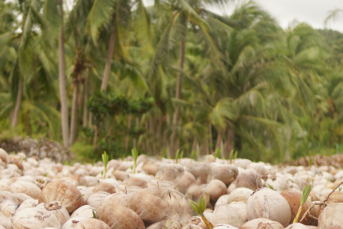 Addressing the challenge of agricultural development: The coconut ...
