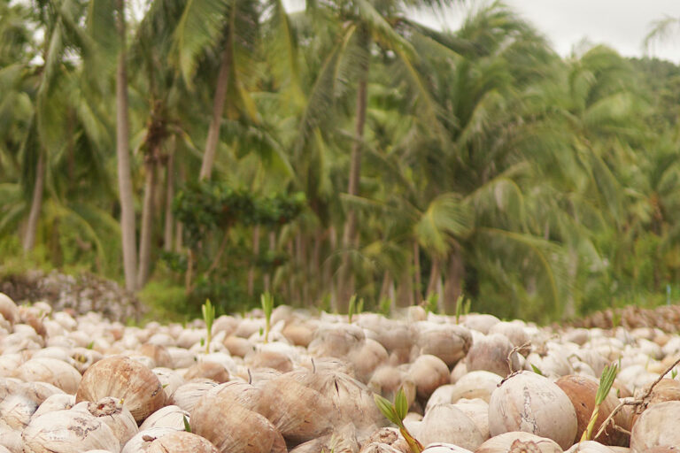 Addressing the challenge of agricultural development: The coconut ...