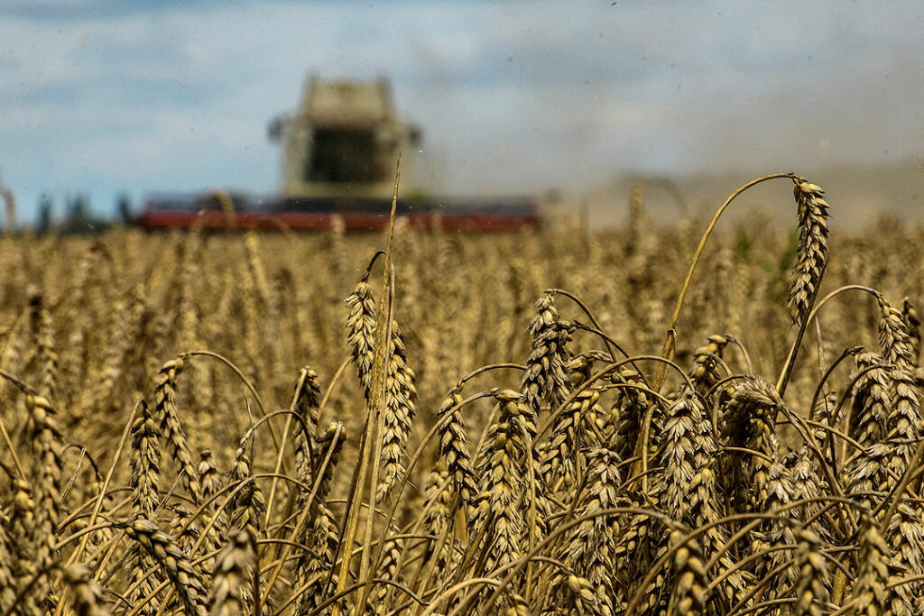 Ukraine’s wheat, corn crops seen shrinking again as farmers struggle ...
