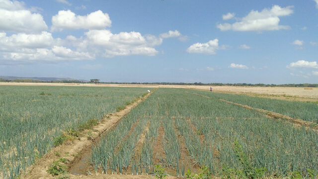 Local onion farmers can meet demand with adequate gov’t support ...