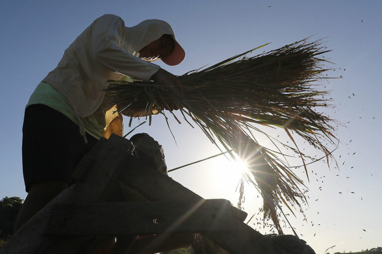 Marcos OK’s adoption of hybrid rice - BusinessWorld Online