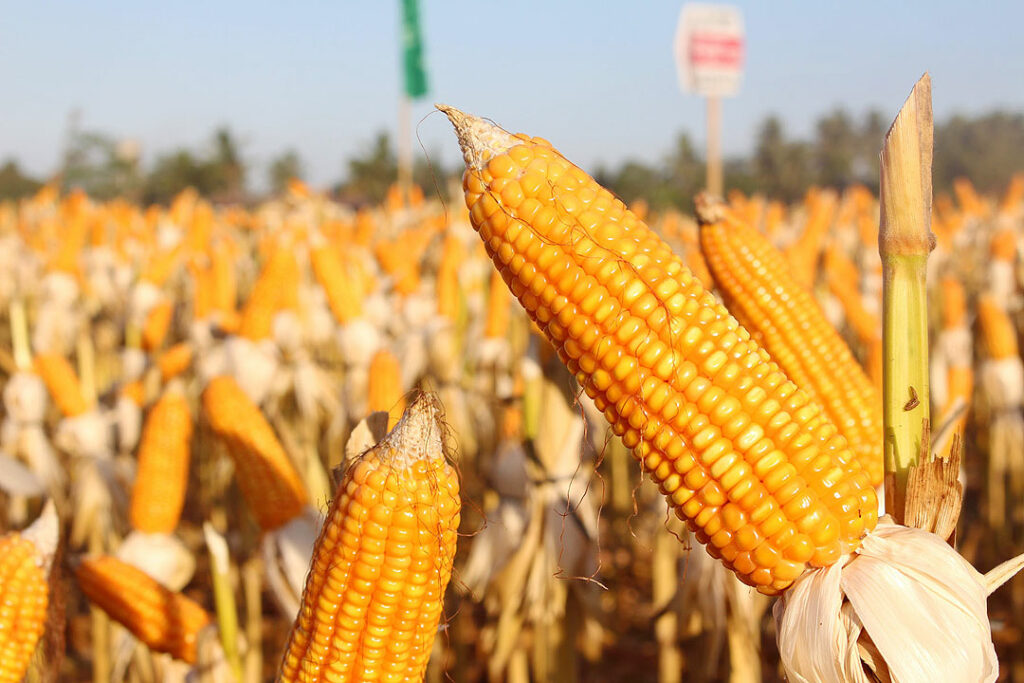DA-Cagayan Valley to lead yellow corn breeding program - BusinessWorld ...