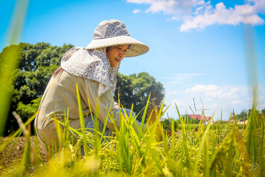 Lawmaker proposes RCEF as subsidy source for hybrid rice program - BusinessWorld Online