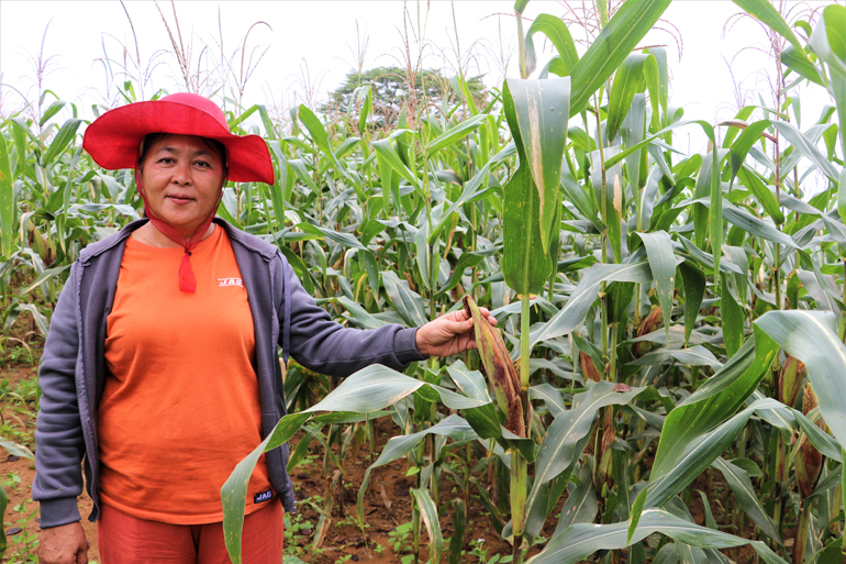 Isabela corn farmer enjoys bountiful harvest with LANDBANK’s aid ...
