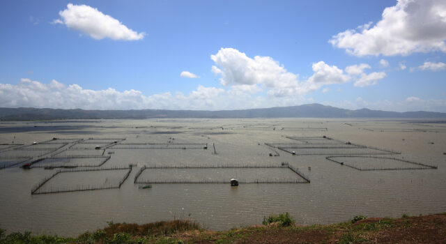 BFAR weighing response to invasive fish in Laguna de Bay ...
