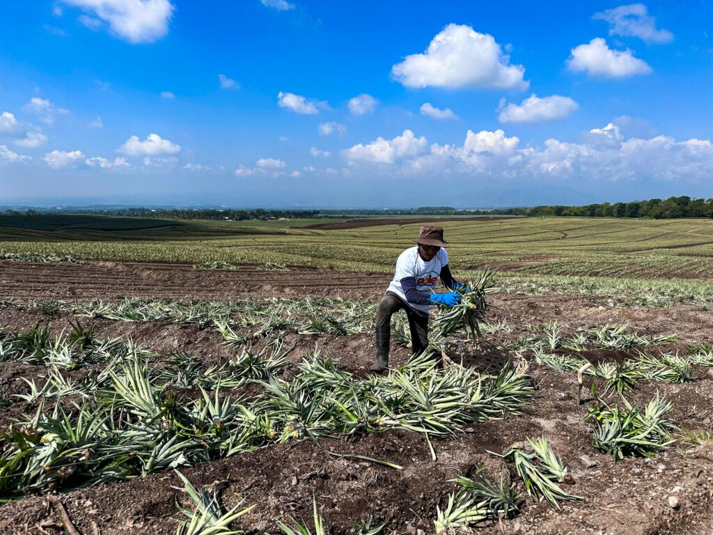 Dole Philippines' journey: From connectivity challenges to seamless ...