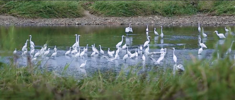 Villar observes 5th anniversary of LPPWP as protected area, celebrates ...