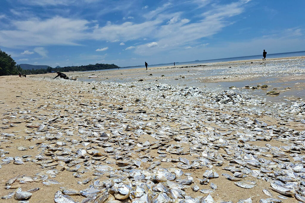 Climate change may have stimulated plankton bloom behind Thai mass fish ...
