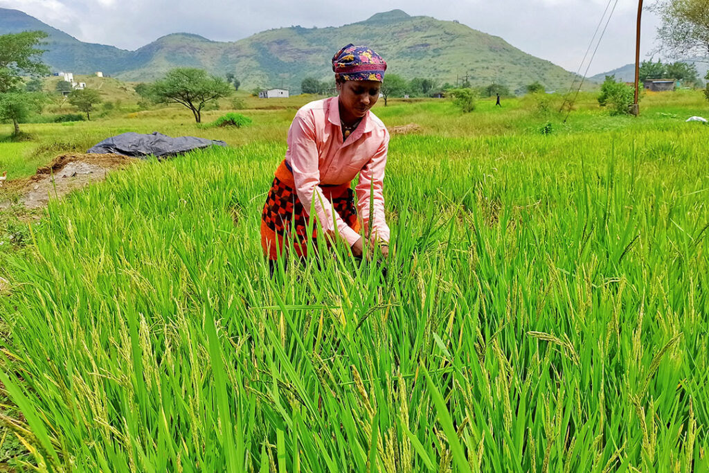 Farmers seek details of Indian rice import plan - BusinessWorld Online