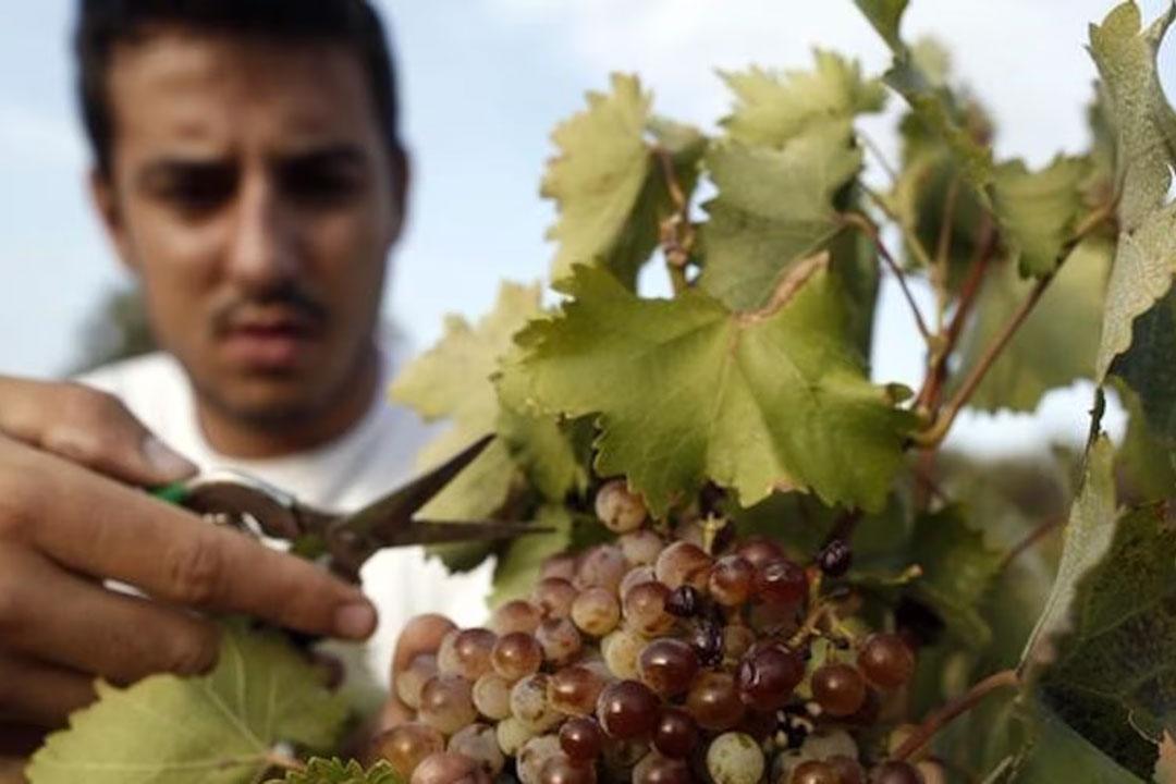 Greece to bring in Egyptian farm workers amid labor shortage - BusinessWorld Online